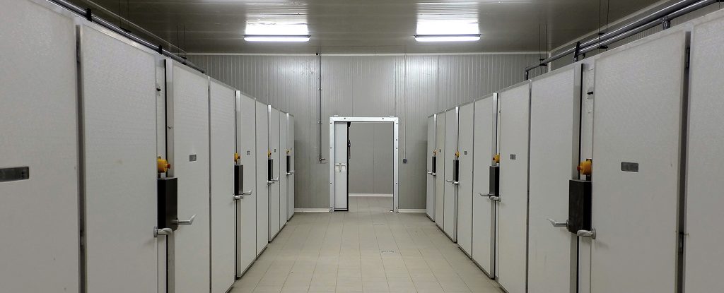 Senegal poultry production chain - NTD France